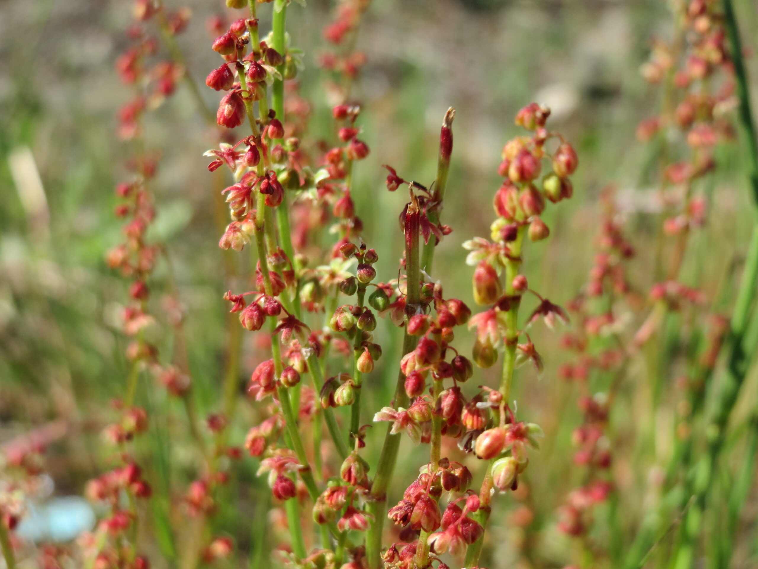 Boar Botanicals: Sheep Sorrel · Beinn An Tuirc Distillers